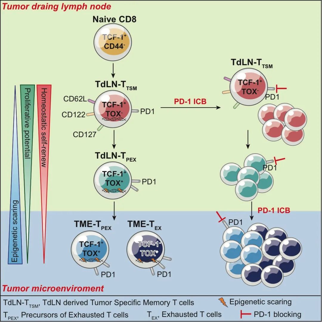南方医科大学，发Cell！|肿瘤|南方医科大学|中山大学_新浪新闻