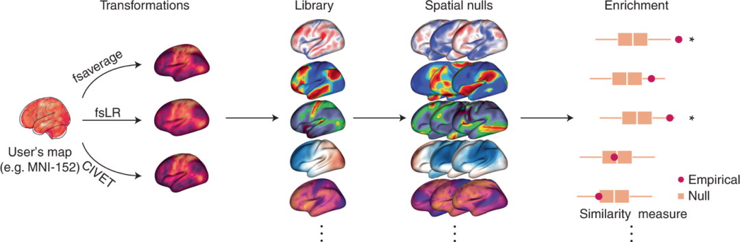 Nat Methods最新发布：多模态、多尺度脑科学数据综合分析的利器——neuromaps__财经头条