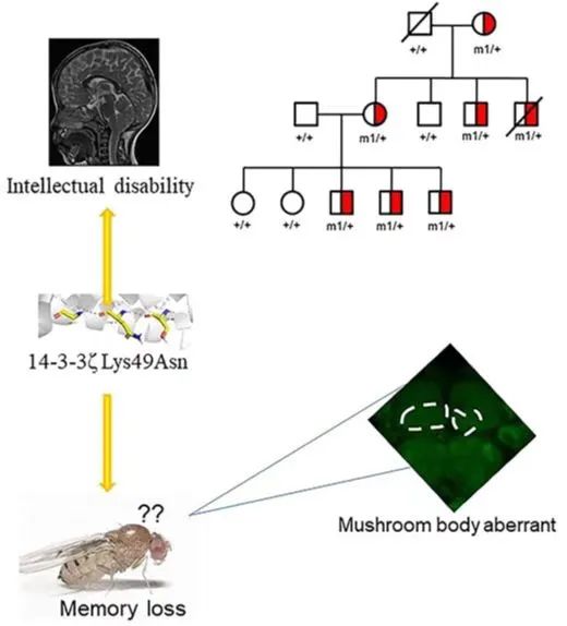 HUM MOL GENET: 乔景达团队报道智力障碍的致病新机制|基因_新浪新闻