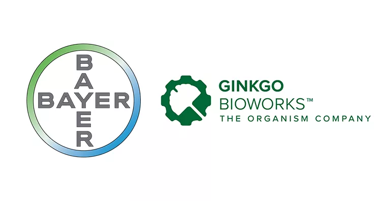 合成生物学公司Ginkgo8300万美元收购拜耳研发基地，扩展农业生物平台__财经头条
