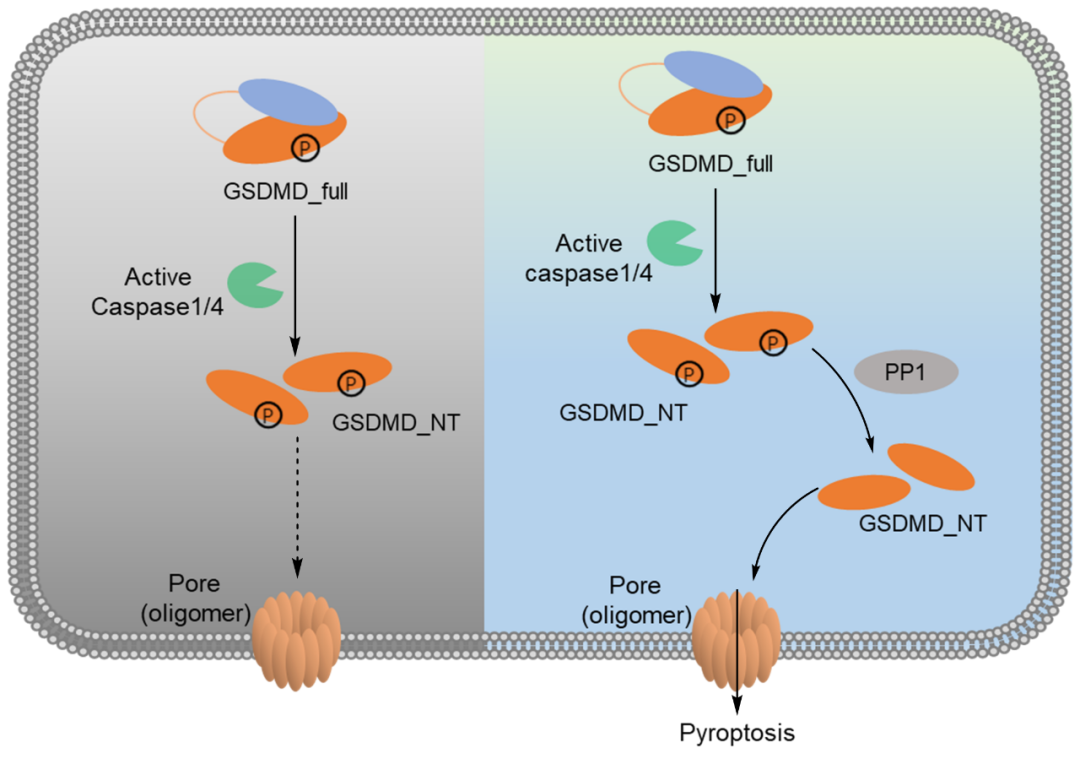 清华大学尹航课题组天然免疫信号通路翻译后修饰2022最新研究进展|DNA|尹航|翻译_新浪新闻