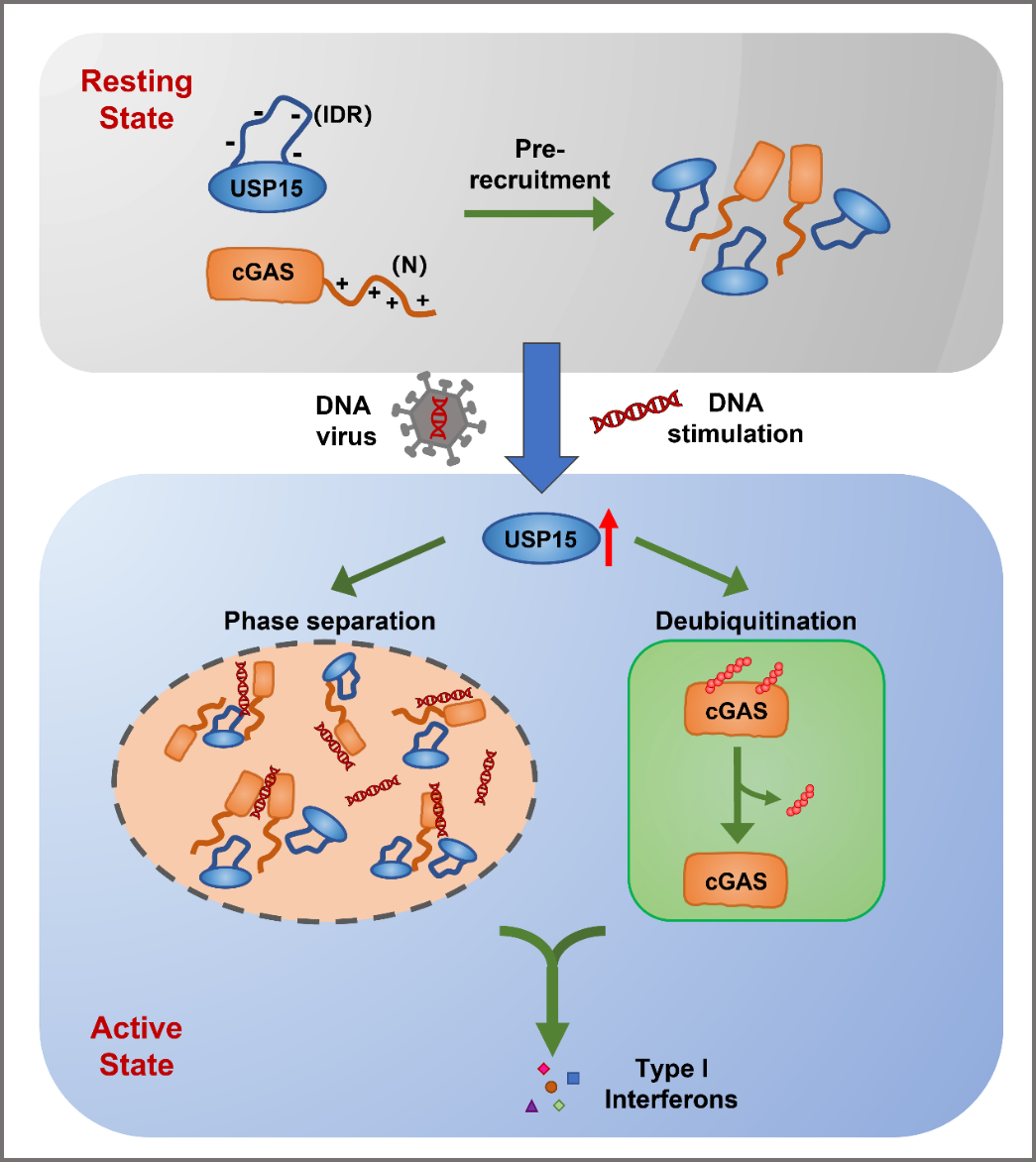 清华大学尹航课题组天然免疫信号通路翻译后修饰2022最新研究进展|DNA|尹航|翻译_新浪新闻