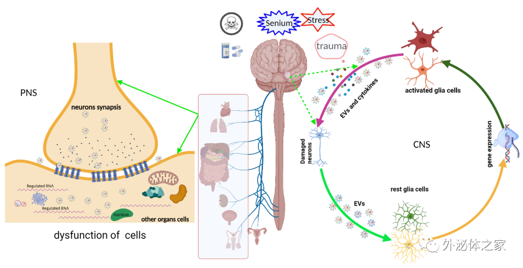 Front Cell Neurosci：神经元细胞外囊泡在神经变性疾病中的进展|神经元细胞|Cell|外囊_新浪新闻