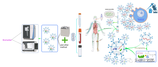 Front Cell Neurosci：神经元细胞外囊泡在神经变性疾病中的进展|神经元细胞|Cell|外囊_新浪新闻
