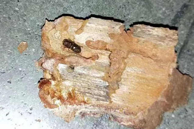 上海海关在树皮内发现活体墨西哥大小蠹，系全国口岸首次截获__财经头条