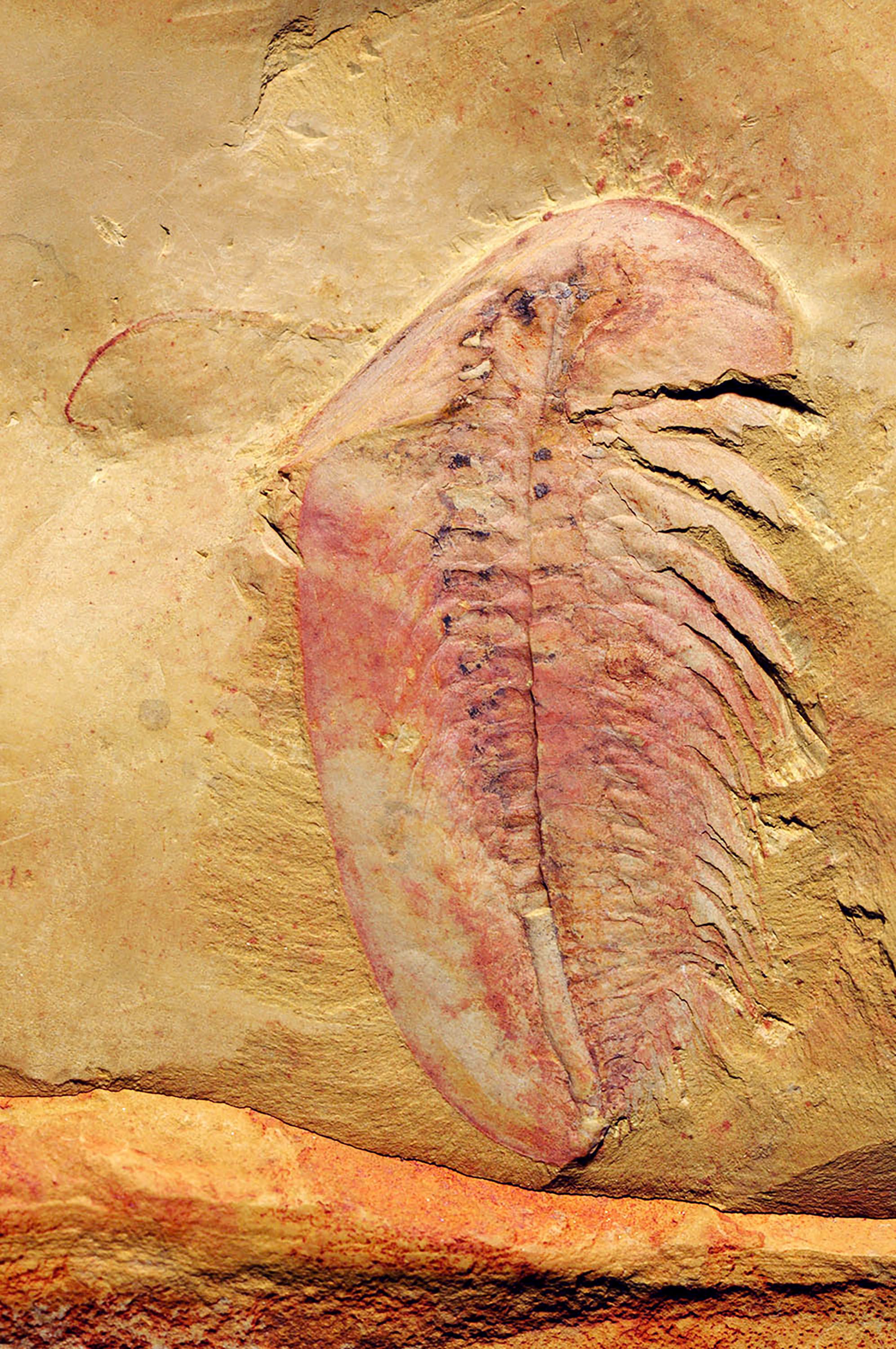 澄江化石地入选首批地质遗产地，专家：化石保存完整，世界少有|化石|寒武纪|生物_新浪新闻