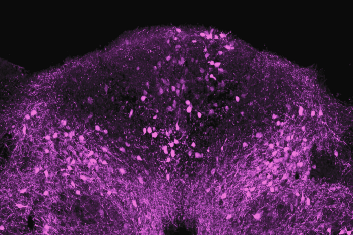 Nature：生病时“摆烂”竟是为了保命，看看大脑如何操控这一切|小鼠|大脑|神经元_新浪新闻