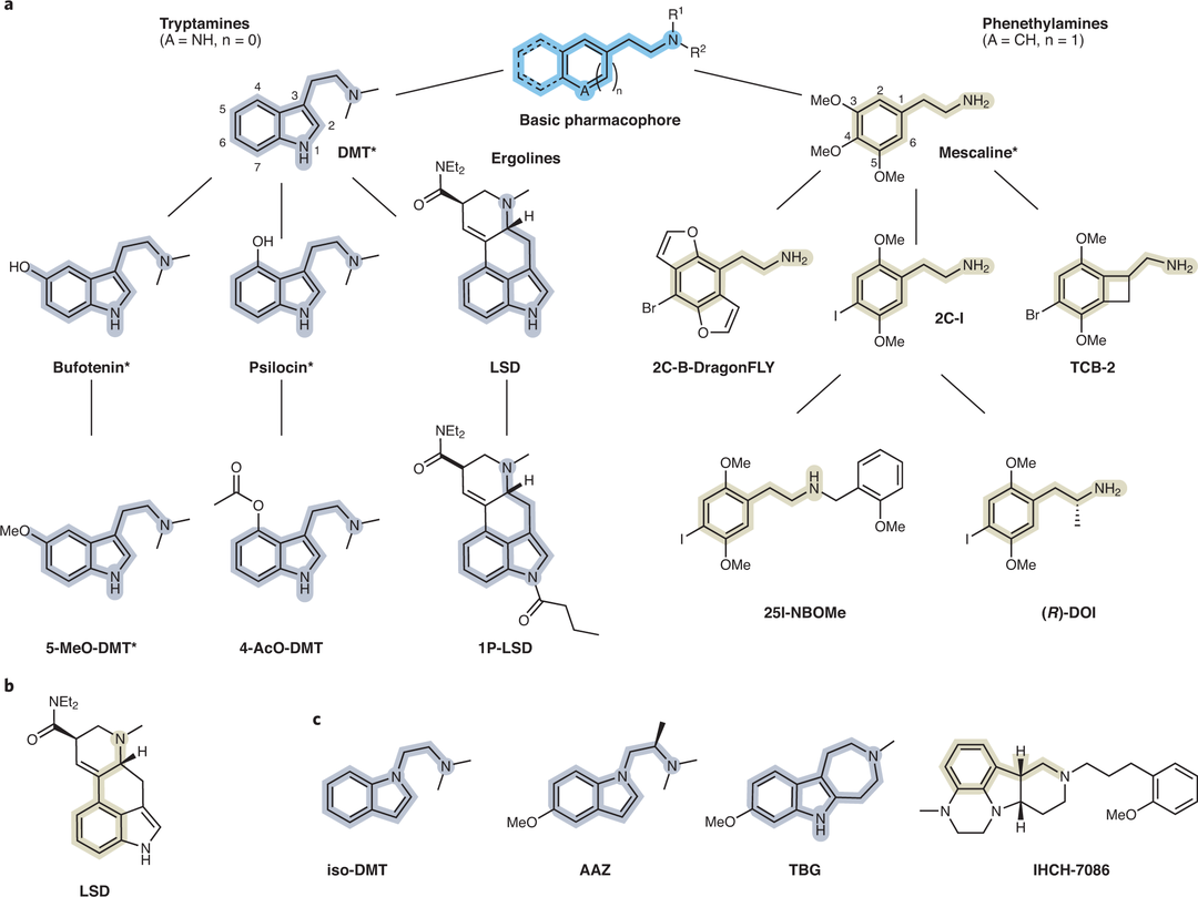 Nat Neurosci最新综述：迷幻药作用的神经基础__财经头条