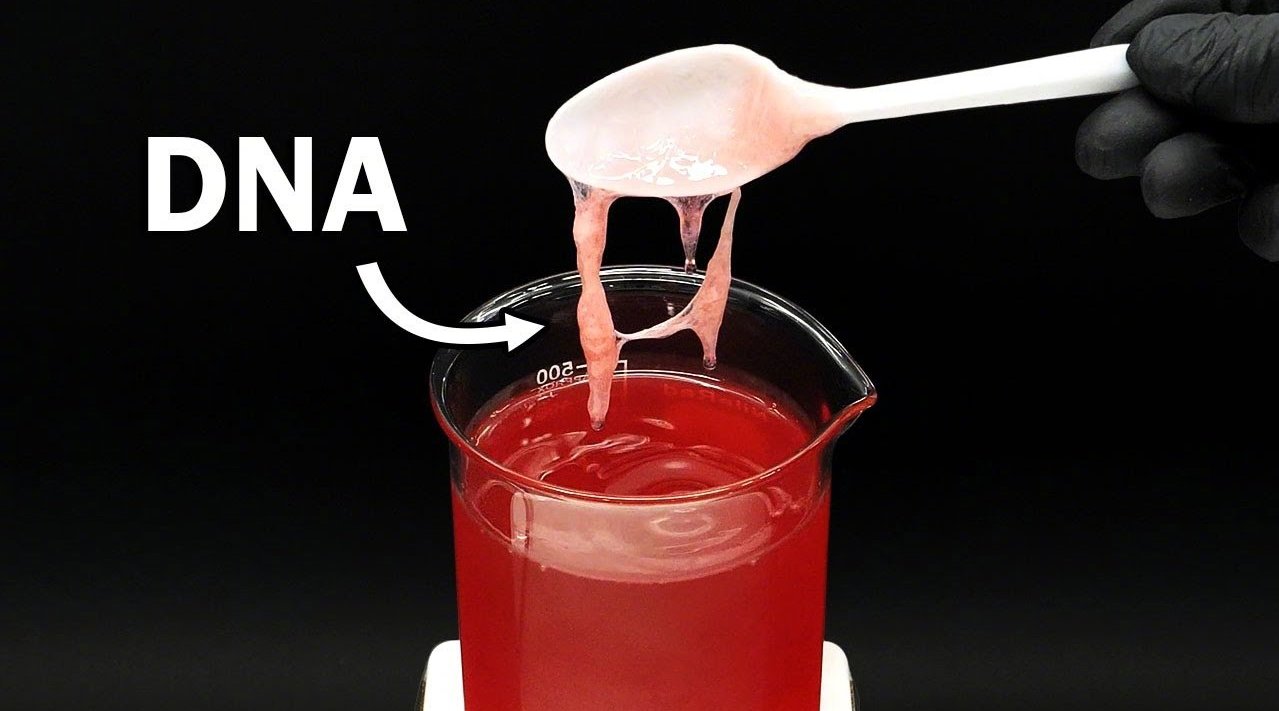 如何从水果中提取DNA|DNA_新浪新闻