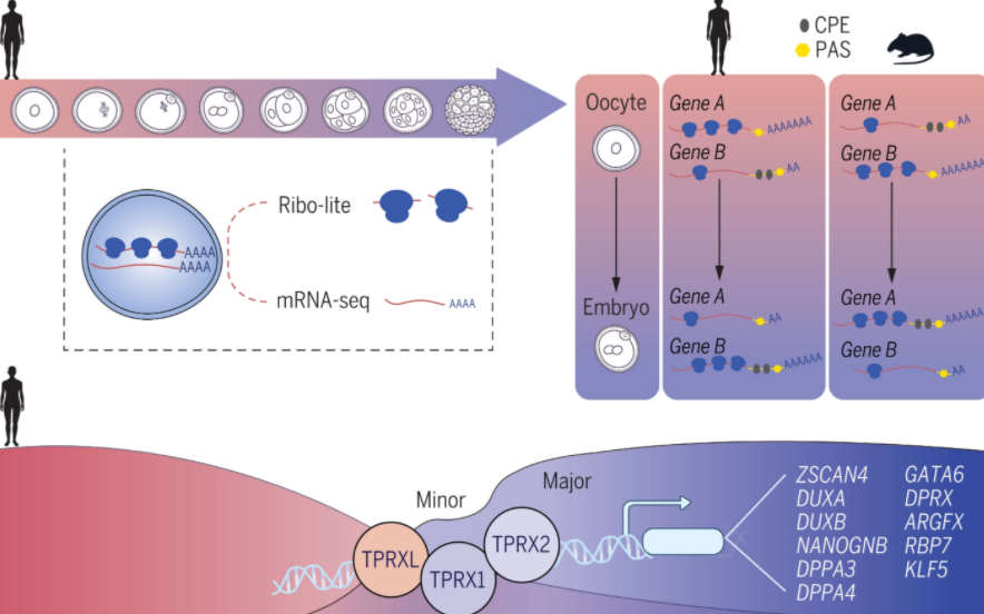 人类胚胎研究获重大进展，清华和山大团队联合发布人类早期胚胎基因组启动新机制，描绘人类卵子向胚胎转变的翻译组图谱__财经头条