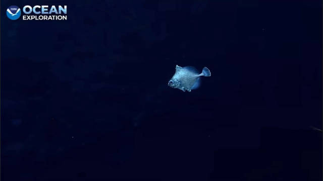 赫氏新海鲂 Neocyttus helgae_新浪新闻