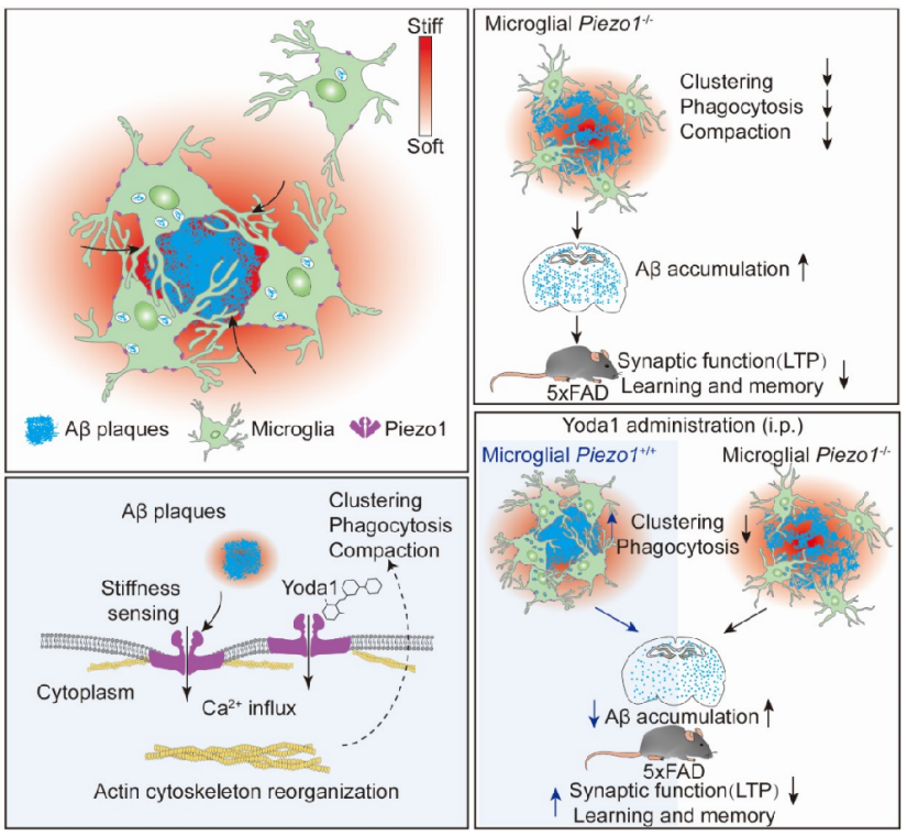 Neuron：莫玮团队揭示小胶质细胞通过Piezo1感知纤维化Aβ硬度限制阿尔茨海默病进程