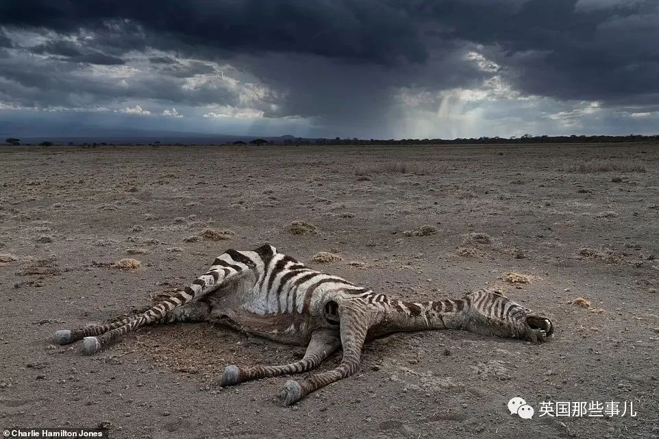 肯尼亚三年大旱，无数动物干渴而死，尸横遍野…画面简直让人心碎！__财经头条