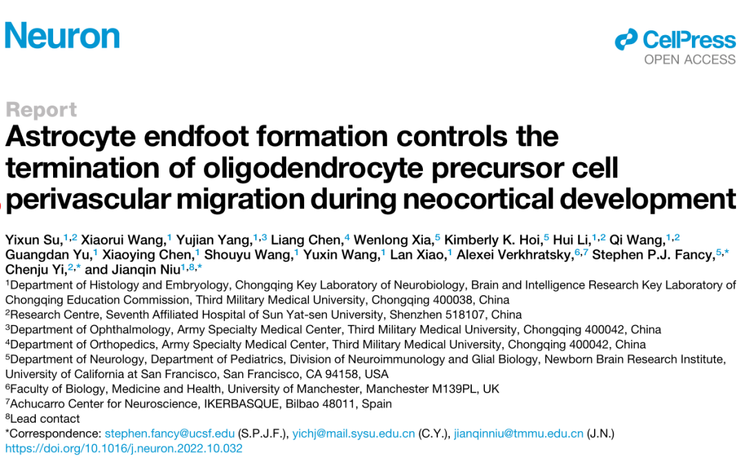 Neuron：牛建钦/易陈菊团队发现OPC分化与星胶形成的新偶联机制__财经头条