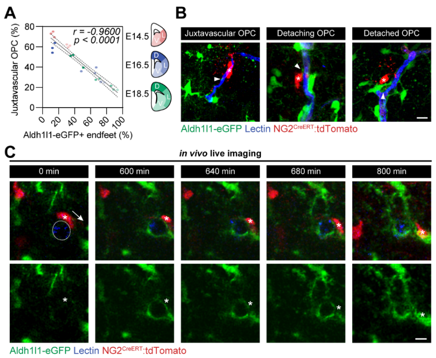 Neuron：牛建钦/易陈菊团队发现OPC分化与星胶形成的新偶联机制__财经头条