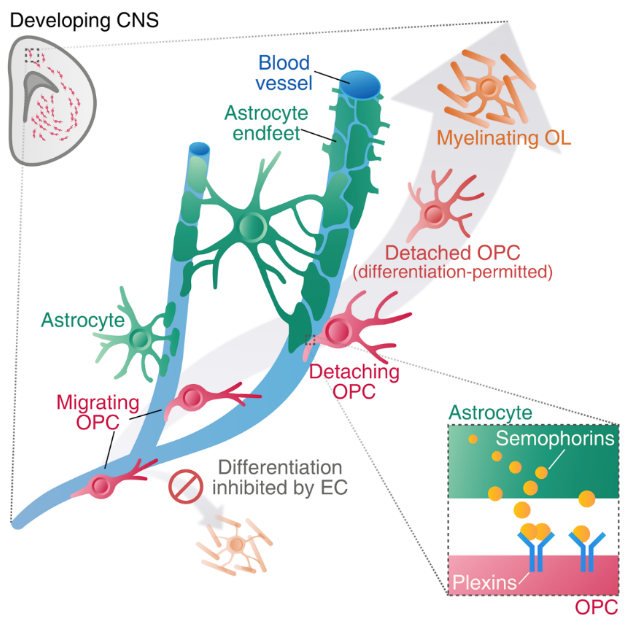 Neuron：牛建钦/易陈菊团队发现OPC分化与星胶形成的新偶联机制__财经头条