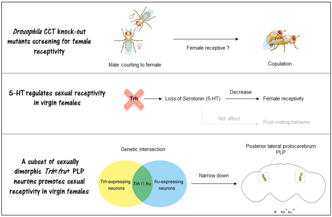 NB最新封面文章│5-HT信号对雌性交配行为的重要调控作用机制__财经头条