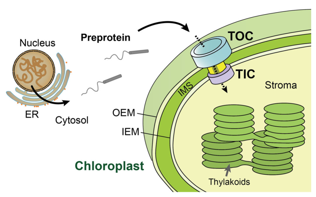 我国科学家破解叶绿体蛋白转运之谜|克莱因_新浪财经_新浪网