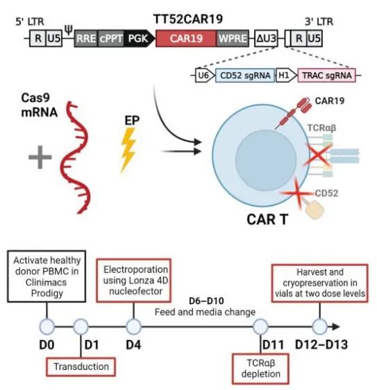 基于CRISPR技术的通用型儿童白血病CAR-T早期临床试验结果公布|CAR-T|基因|干细胞_新浪新闻