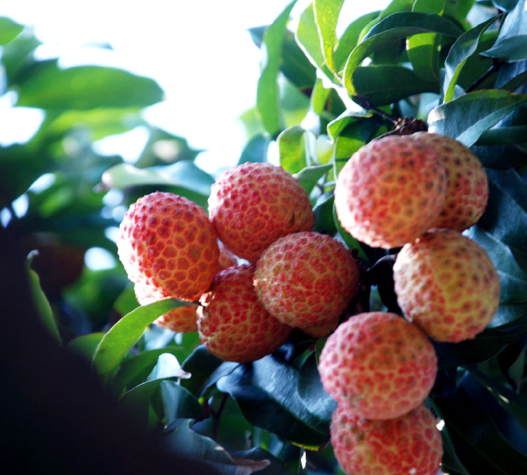 夜雨丨李永才：寻踪探迹荔枝园__财经头条