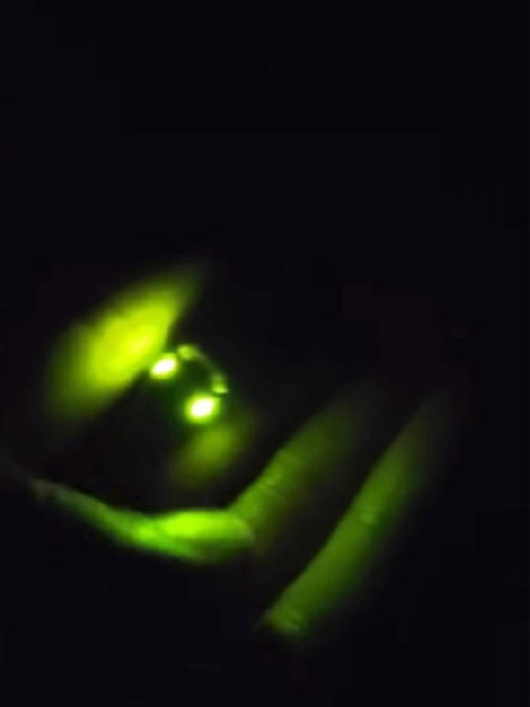 头灯叩甲虫/荧光叩甲Pyrophorus noctilucus|萤火虫_新浪新闻