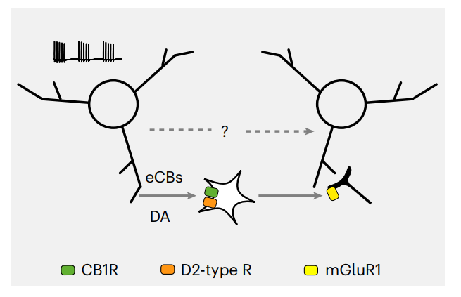 Nat Neurosci：星形胶质细胞介导VTA多巴胺神经元一种新形式的突触可塑性--bLTP__财经头条