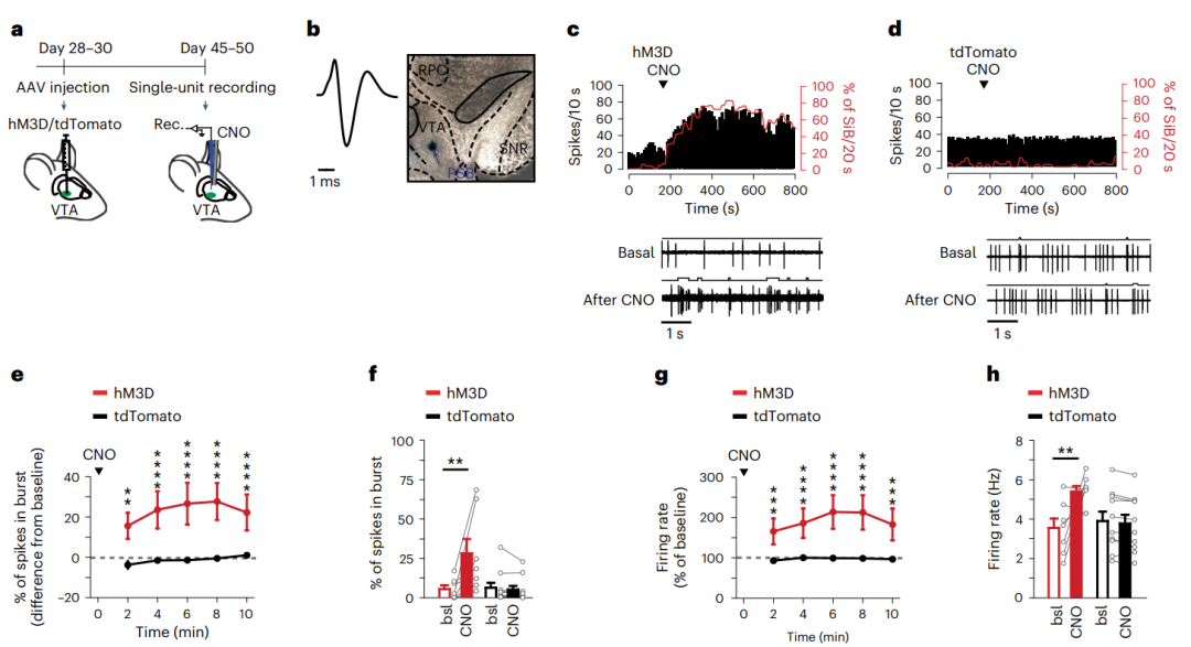 Nat Neurosci：星形胶质细胞介导VTA多巴胺神经元一种新形式的突触可塑性--bLTP__财经头条