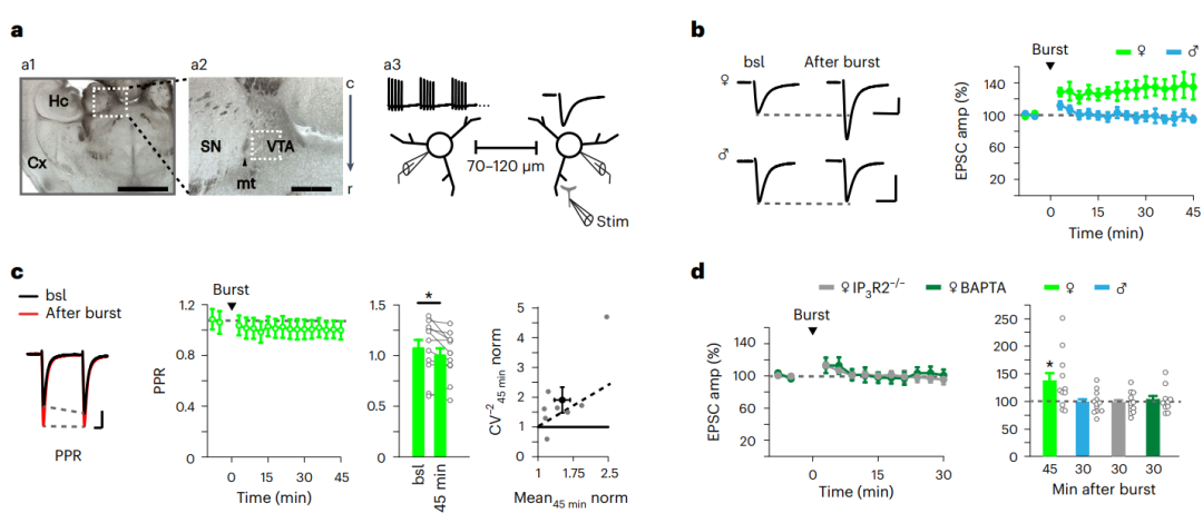 Nat Neurosci：星形胶质细胞介导VTA多巴胺神经元一种新形式的突触可塑性--bLTP|多巴胺|胶质|神经元_新浪新闻