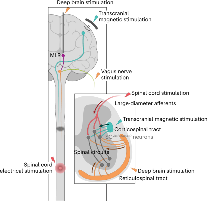 Nat Neurosci综述：脊髓损伤后的脊髓环路重建策略——单细胞分辨率建立多组学图谱