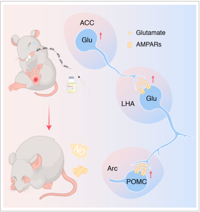 Nat Metab：中科大张智团队揭示疼痛影响饮食的神经基础