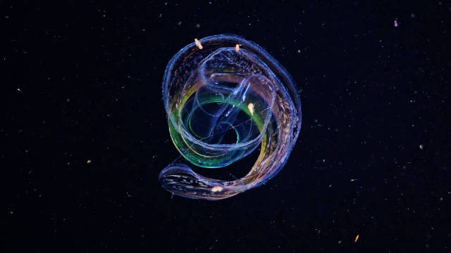 爱神带栉水母（cestum veneris），也叫维纳斯腰带水母……_新浪新闻