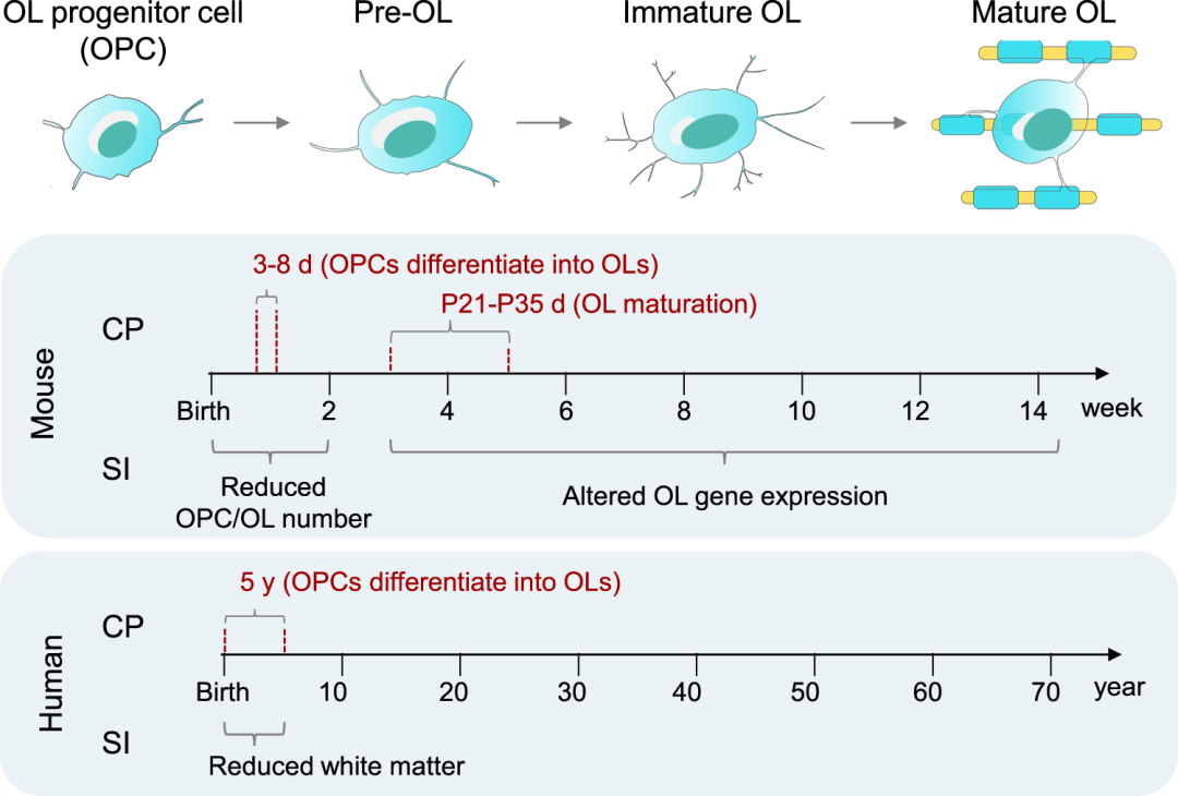 Mol Psychiatry：社交隔离对我们大脑的影响有多大？张永清团队综述最新的研究进展__财经头条