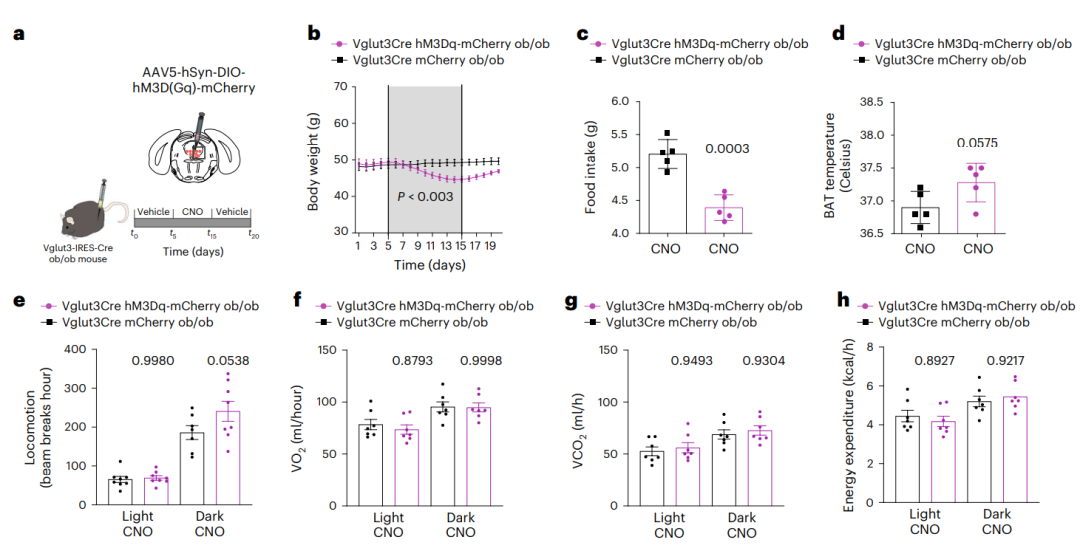 Nat Metabolism：减肥，可靶向这类神经元__财经头条
