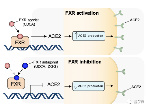 Nature最新：熊去氧胆酸可预防新冠，不怕病毒变异__财经头条