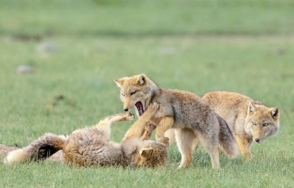 温馨的藏狐一家