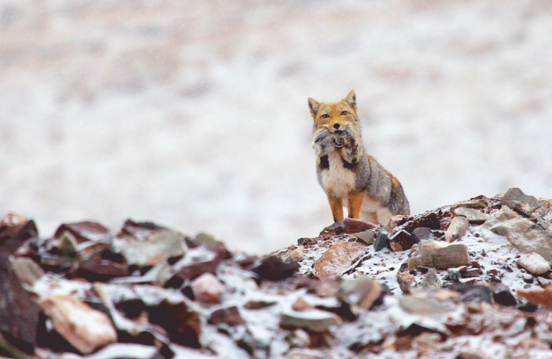 温馨的藏狐一家