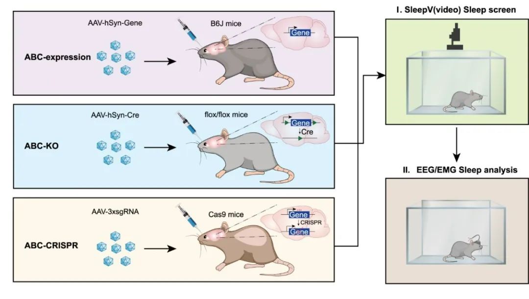 Nature背靠背：破解睡觉的秘密！重磅研究揭开睡眠时间、质量的关键调控机制|正史_新浪新闻