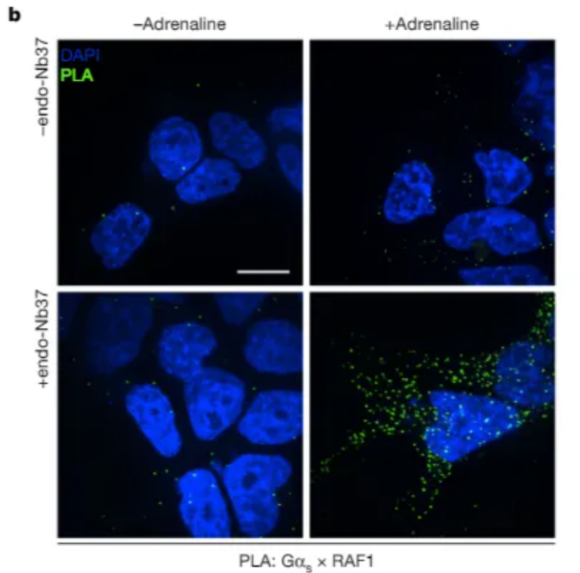 科学家发现新型胞内体机制，将颠覆GPCR介导的信号通路转导的传统认知，为研发G蛋白偶联受体药物带来新方向__财经头条