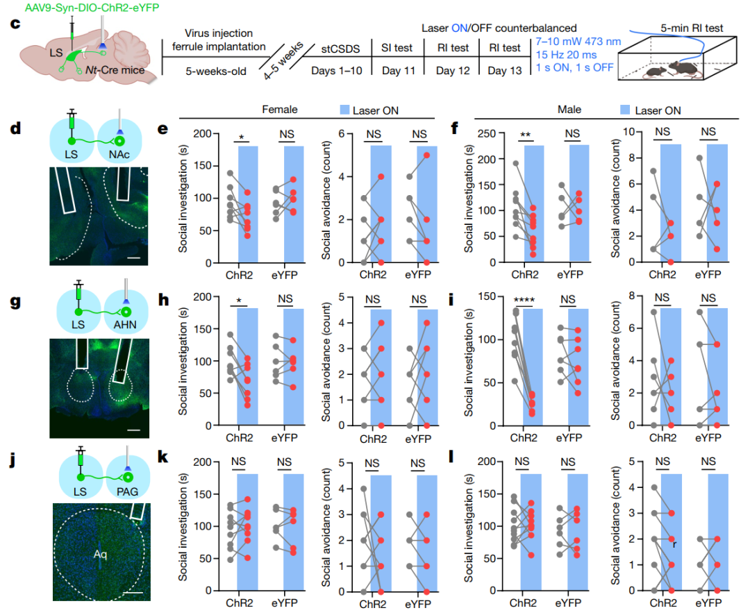 Nature：如何激励受挫的人？李龙等新研究揭示受挫影响社交奖赏的新神经环路机制