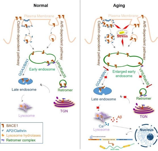 Trends 系列：中科大申勇团队综述Beta-分泌酶在衰老中的重要作用