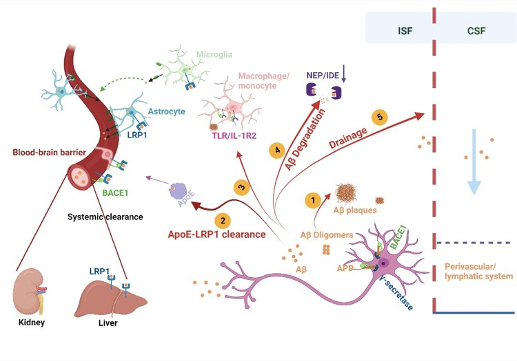 Trends 系列：中科大申勇团队综述Beta-分泌酶在衰老中的重要作用