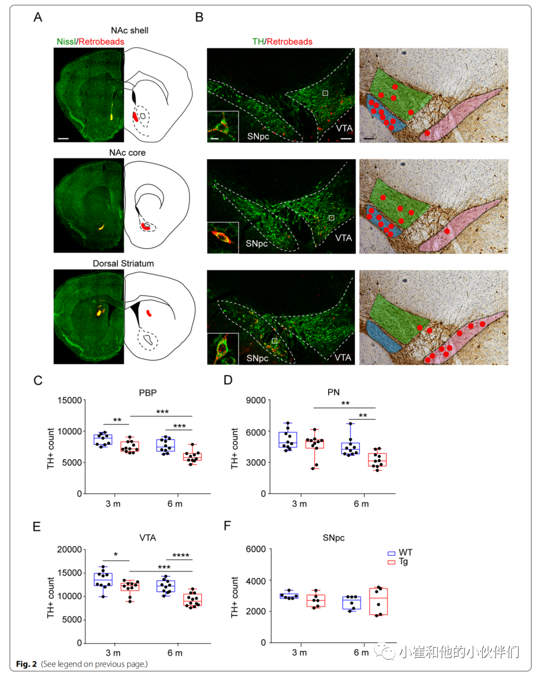 Mol Neurodegener：调控AD早期VTA多巴胺神经元存活的新机制|细胞质_新浪新闻