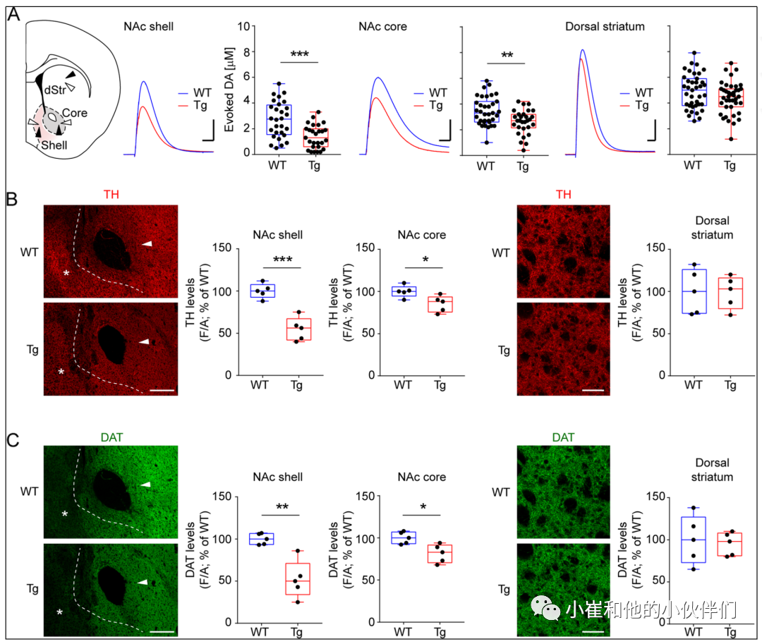 Mol Neurodegener：调控AD早期VTA多巴胺神经元存活的新机制|细胞质_新浪新闻