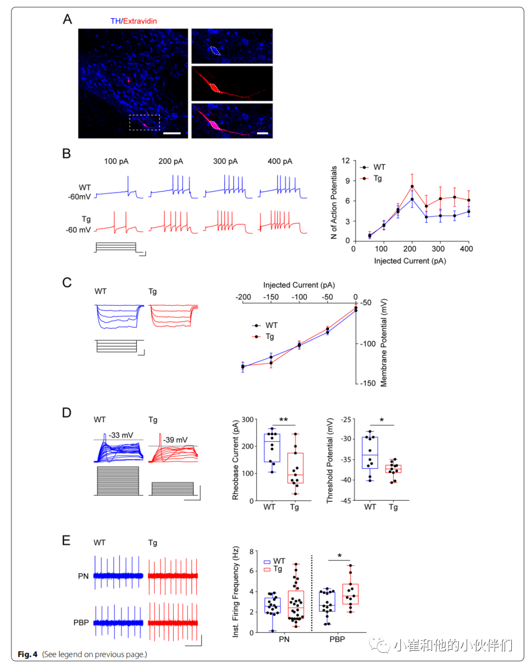 Mol Neurodegener：调控AD早期VTA多巴胺神经元存活的新机制|细胞质_新浪新闻
