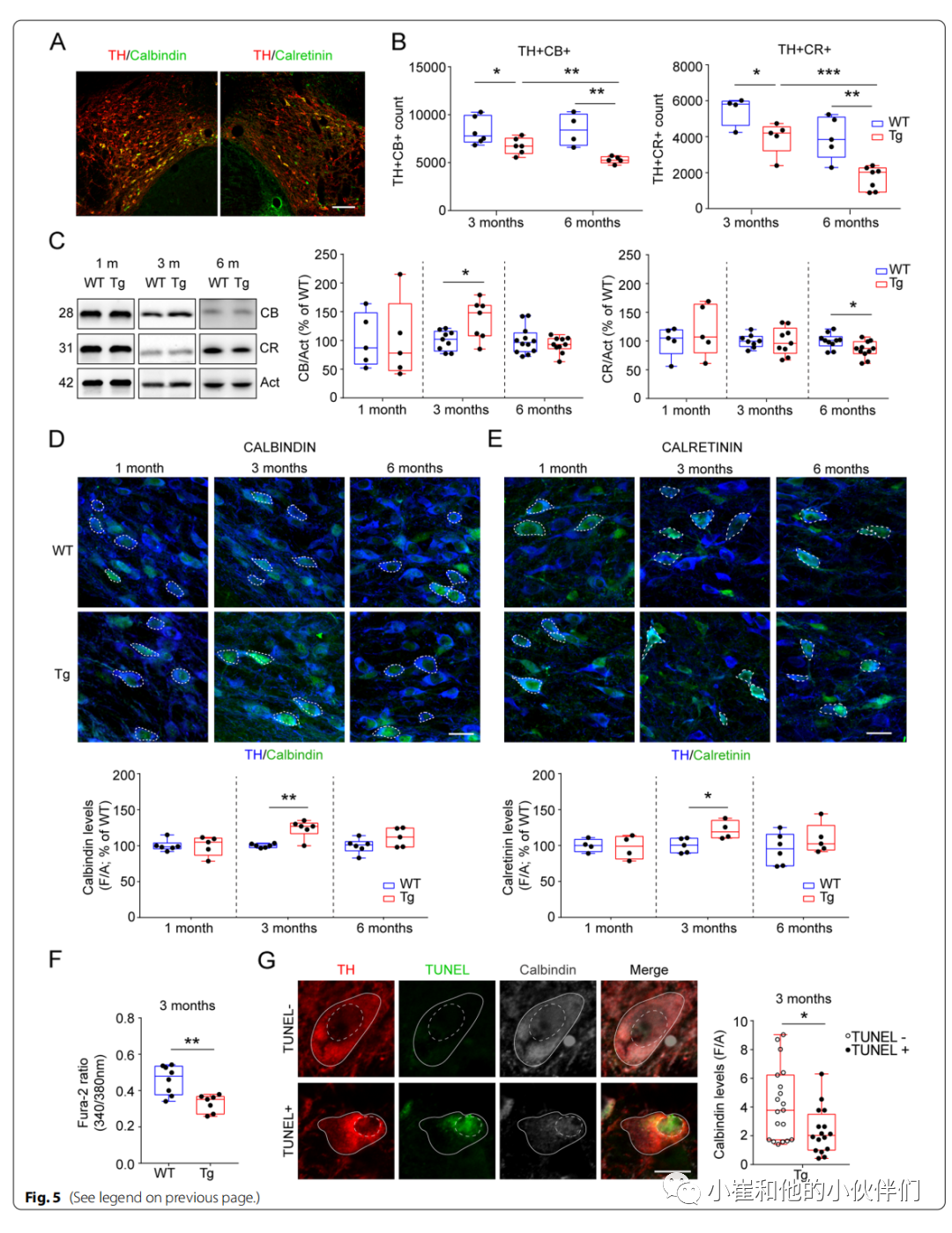 Mol Neurodegener：调控AD早期VTA多巴胺神经元存活的新机制