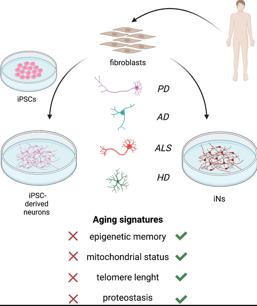 Front aging neurosci-衰老特征对iPSC衍生以及重编程神经元的影响|编程_新浪新闻