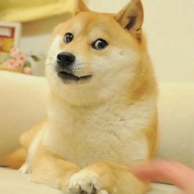 柴犬Doge表情包的原型狗狗病危！上月刚满17岁，全球网友都在祈祷…|宠物狗|狗狗币|新一代|粉丝|互联网_新浪新闻