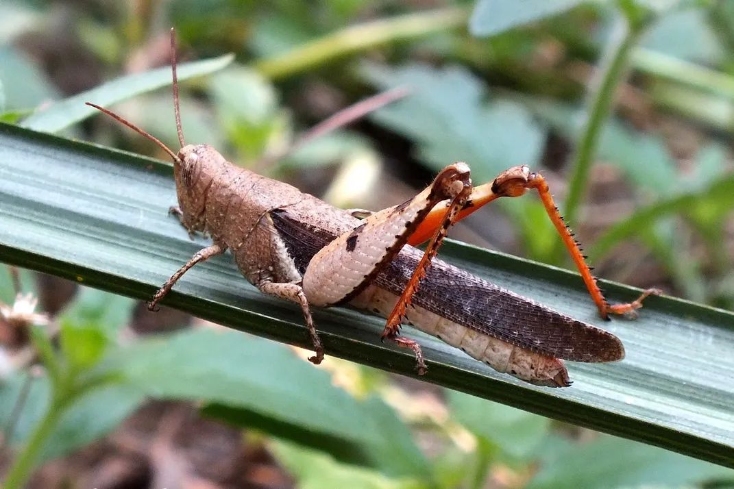 北方常见蝗虫图鉴23种，你见过几个？