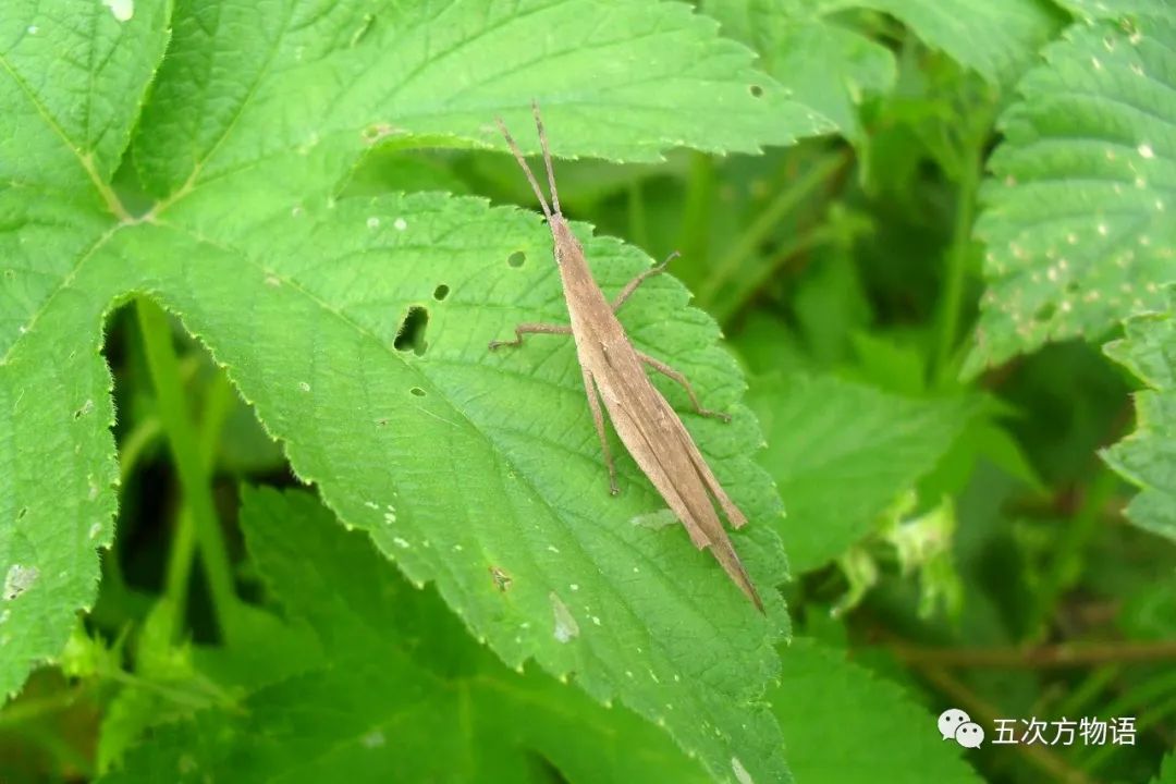 北方常见蝗虫图鉴23种，你见过几个？