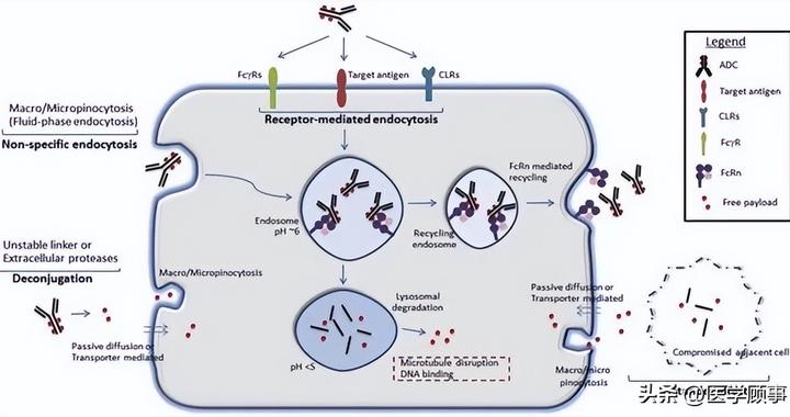 浅谈ADC药物的脱靶毒性机制|肿瘤_新浪新闻